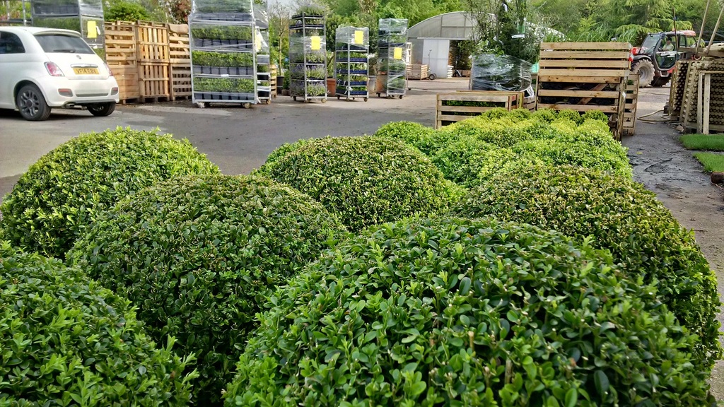 Details for Kingsdown Nurseries in Kingsdown Lane, Blunsdon, Swindon ...