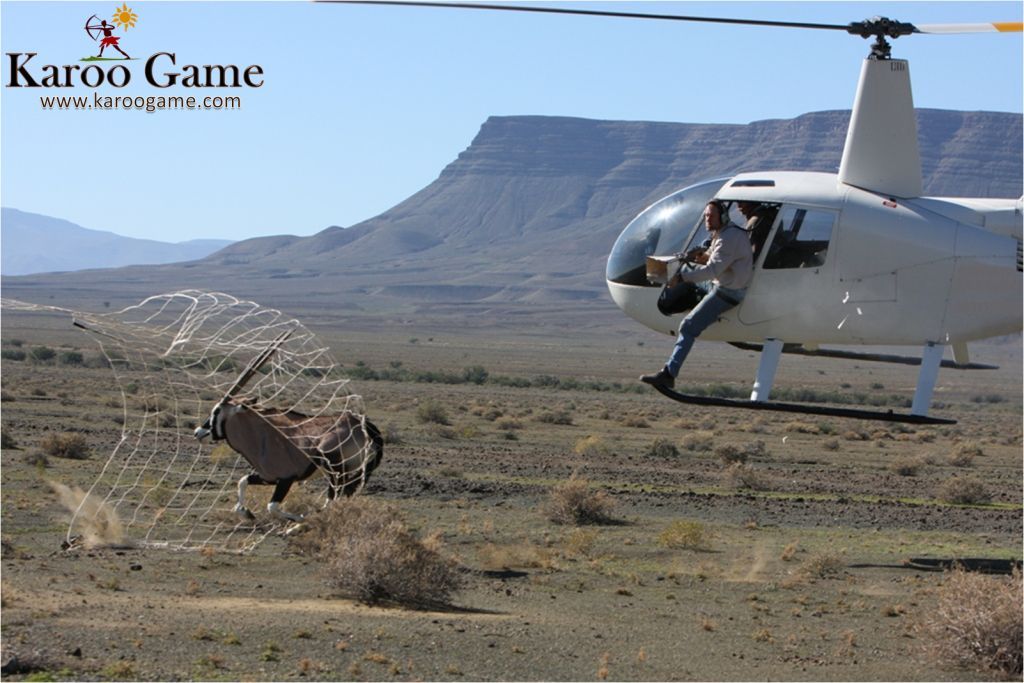 Karoo Game Matjiesvlei farm, Beaufort West, 6970
