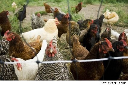 CHUA's POULTRY, GAMEFARM and HI-BREED CHICKENS(texas,kabir,sasso,aseel ...