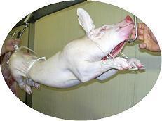 Rocklea Meat Markets/Brisbane Meat Markets SHOP4/ 385 Sherwood Road ...