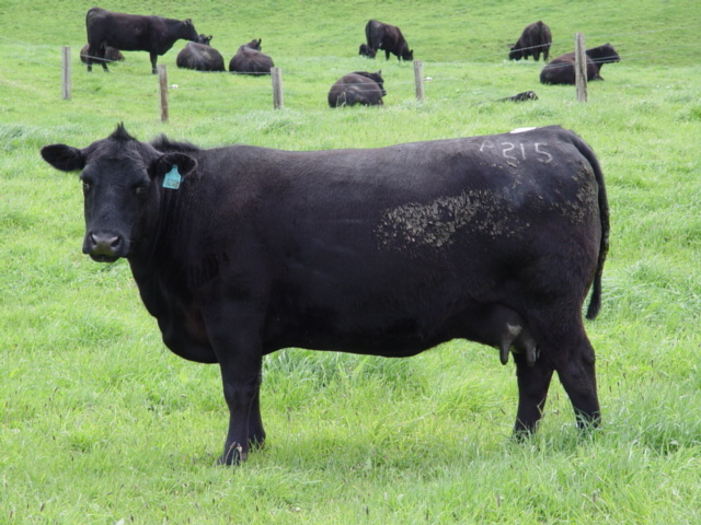 Merlewood Angus 880 Berrys Creek Road, Mirboo North, 3871