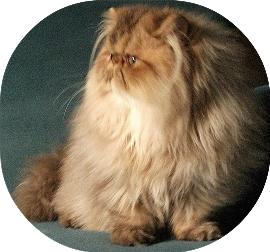 GATIL LUCAS'LOVE Gatos-Persas e Himalaias VISCONDE DE PIRAJÁ, 100, Rio ...