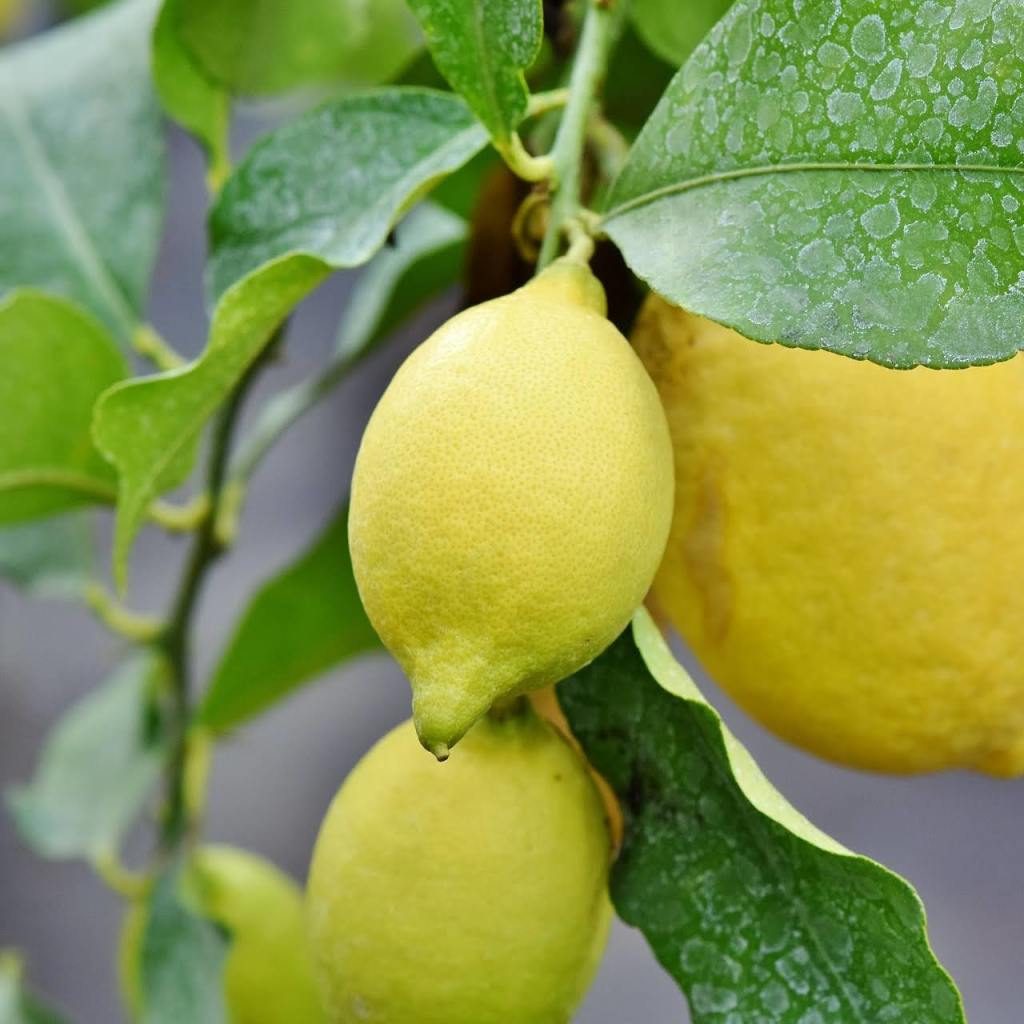 Jackson-Citrus, Inc. 240 S Bridge St, Labelle, Hendry, FL, 33935