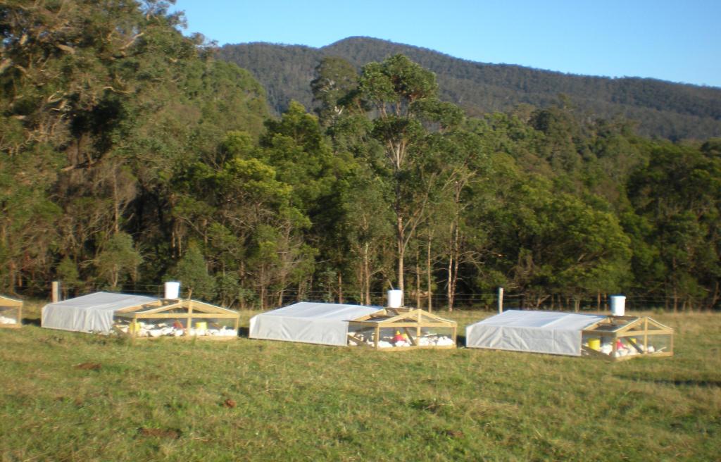 Bega Valley Pasture-Fed Chicken Lot 45, McDonald Road, Wandella, 2550