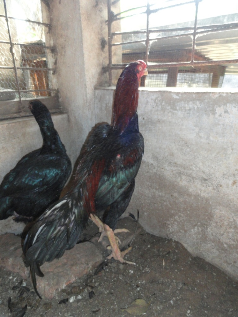 CHUA's POULTRY, GAMEFARM and HI-BREED CHICKENS(texas,kabir,sasso,aseel ...
