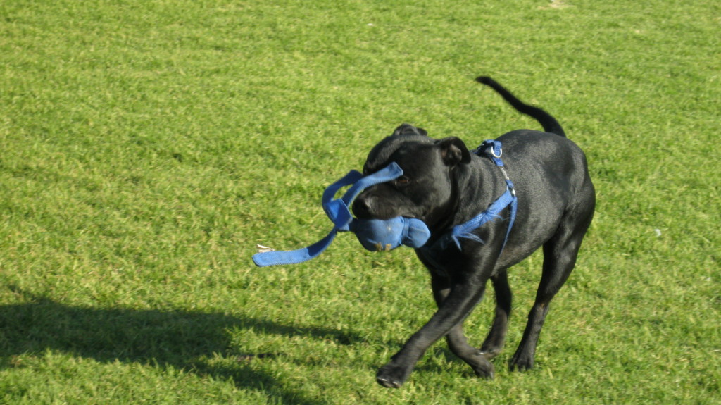 Midrand dog training school (Johannesburg,Gauteng close to Centurion ...