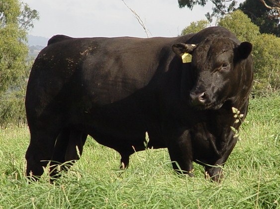 Merlewood Angus 880 Berrys Creek Road, Mirboo North, 3871