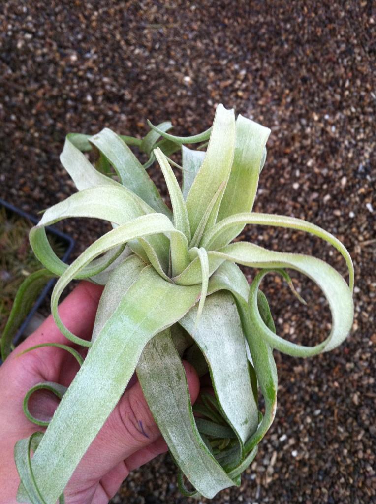 Plantaflor USA, Inc. PO Box 1484, Summerland, CA, 93067