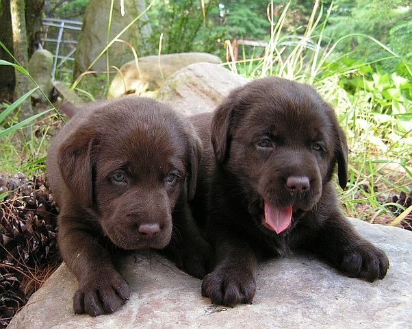 Designer Labradors Peru, NY, 12972