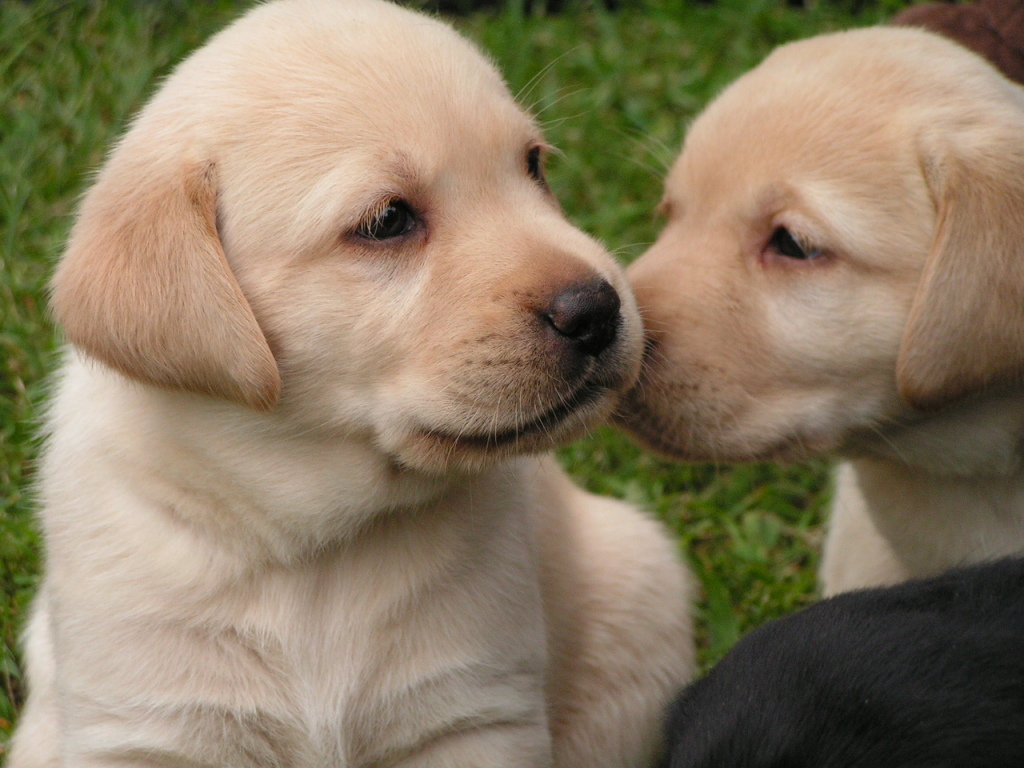 Designer Labradors Peru, NY, 12972