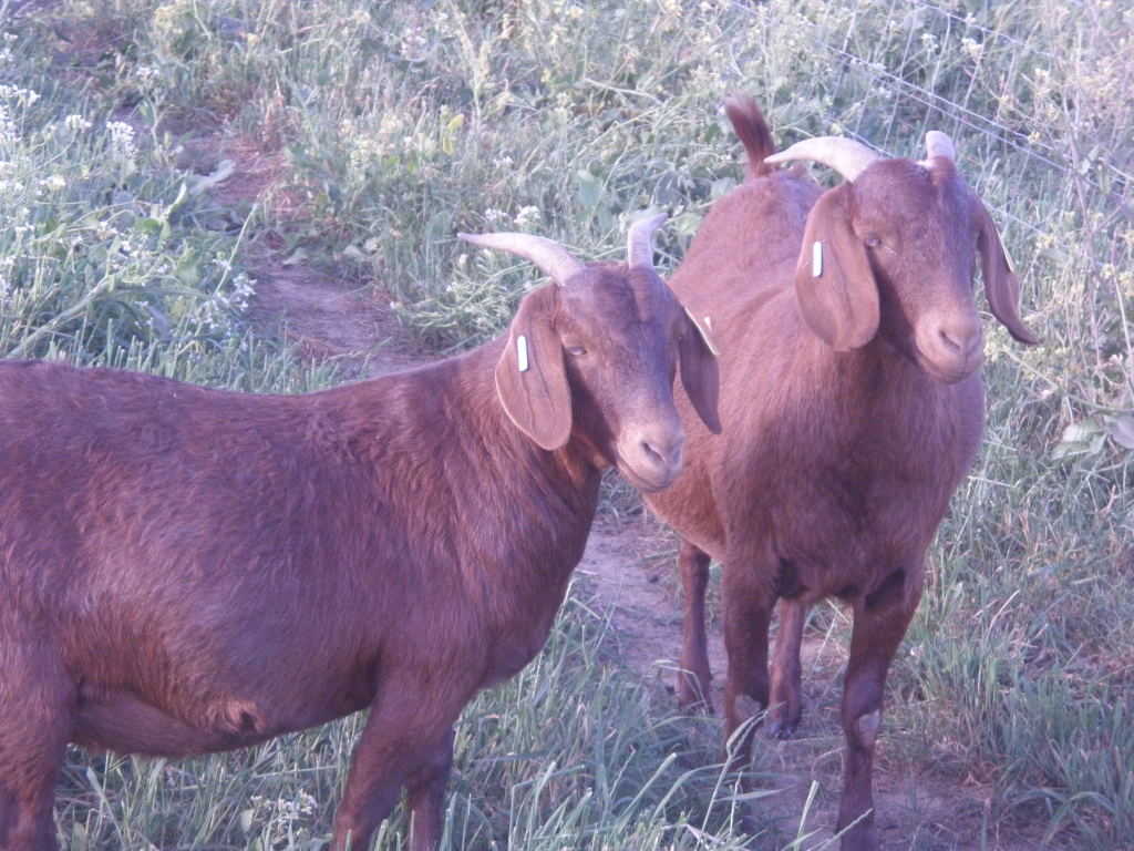 Green Mile Boer Goat Stud - Red Boers Wisemans Ferry Road, Mangrove ...