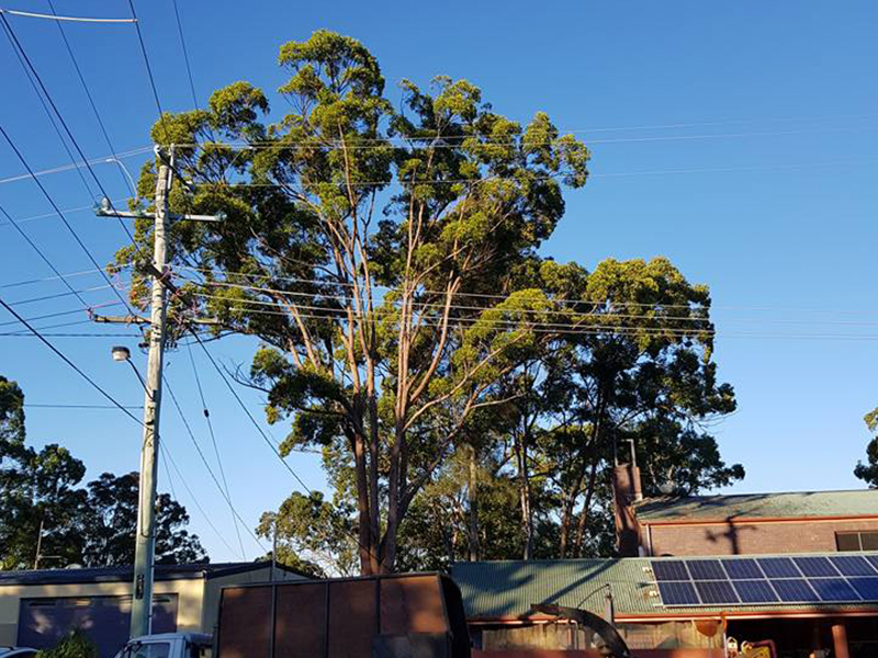 Touch Wood Tree Service Gold Coast, Helensvale, 4212