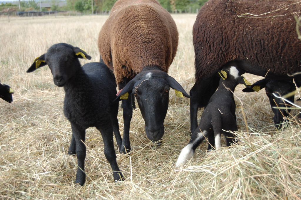 Sébastien et Sandra FERRON "LA FERME DU MOUTON VERT" Breuil, FOUSSAIS ...