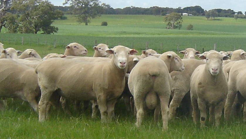 Chrome Sheep Studs 478 Balkins Road, Hamilton, 3300