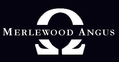 Merlewood Angus 880 Berrys Creek Road, Mirboo North, 3871