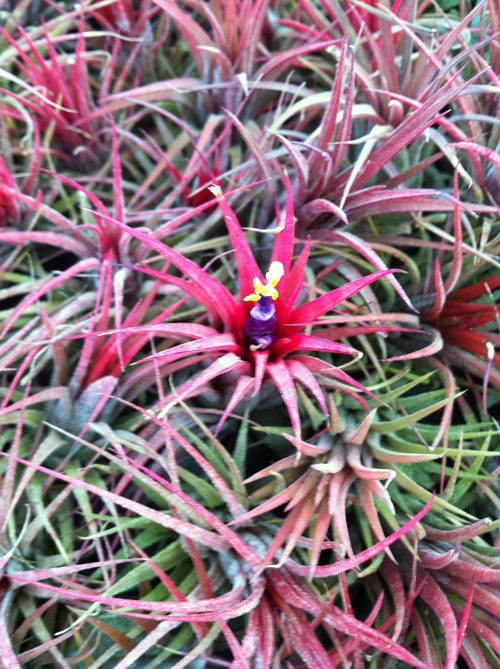 Plantaflor USA, Inc. PO Box 1484, Summerland, CA, 93067