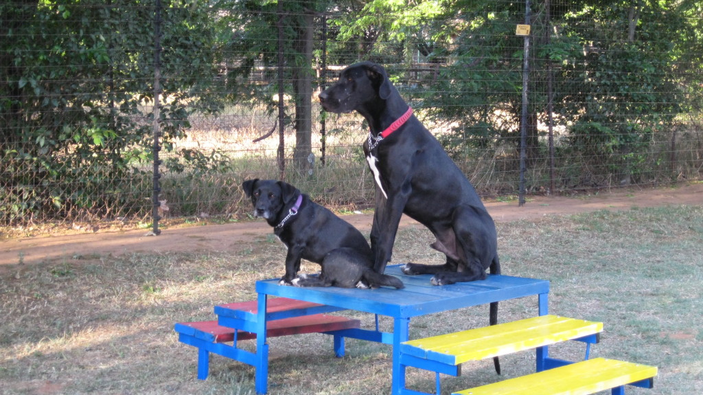 Midrand dog training school (Johannesburg,Gauteng close to Centurion ...