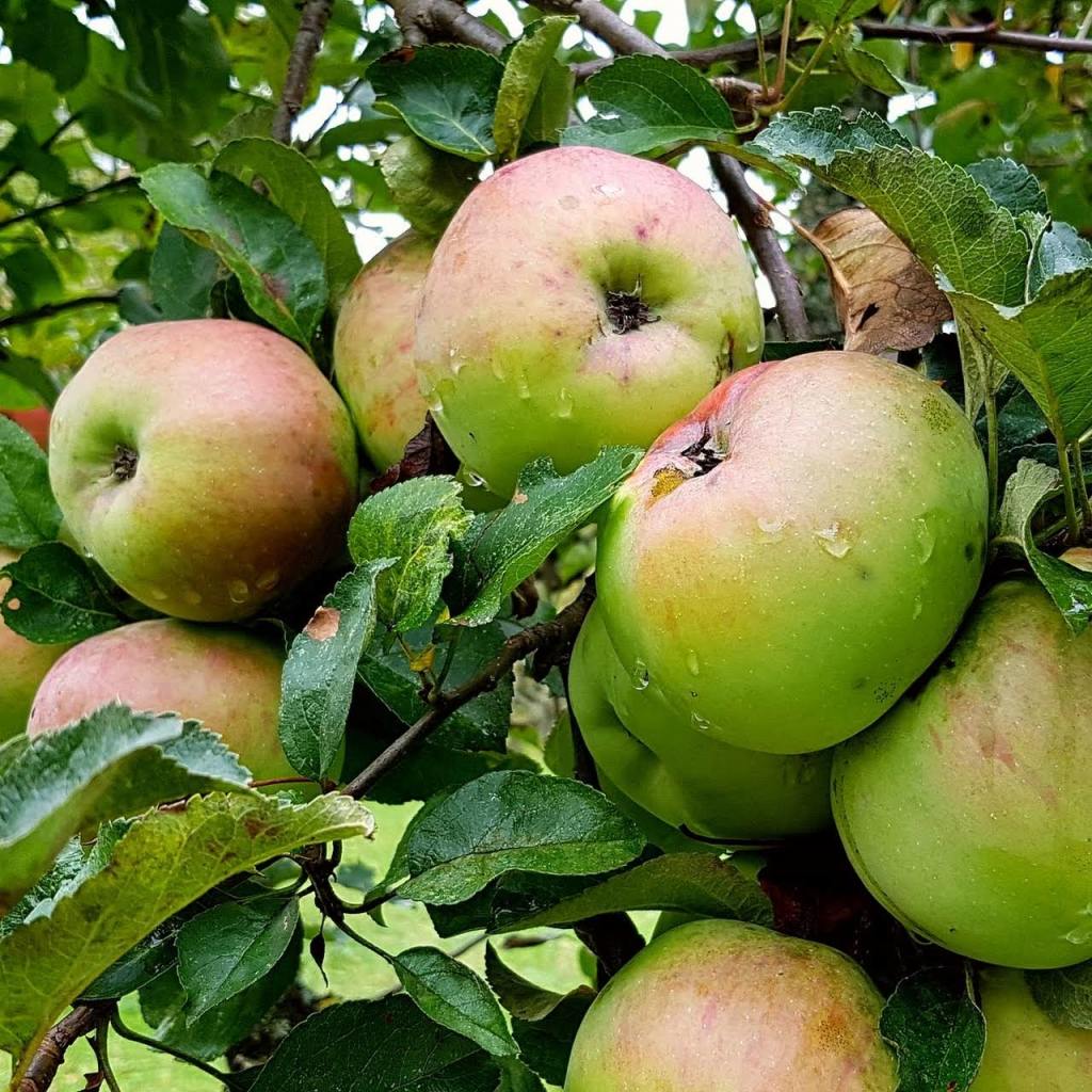 Jackson-Citrus, Inc. 240 S Bridge St, Labelle, Hendry, FL, 33935