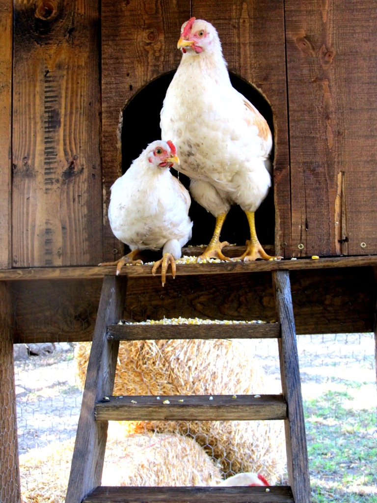 The Chicken Ranch Hills & Dales, Rhenosterspruit Nature Conservancy ...
