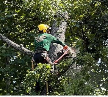 Southern Scapes Tree Experts 80 Morrison Ave, Santa Rosa Beach, FL, 32459